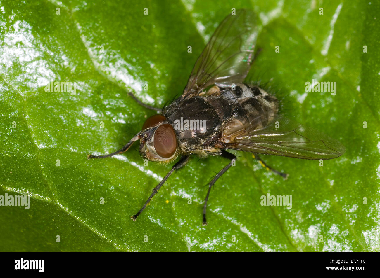 Metallic halteres hi-res stock photography and images - Alamy