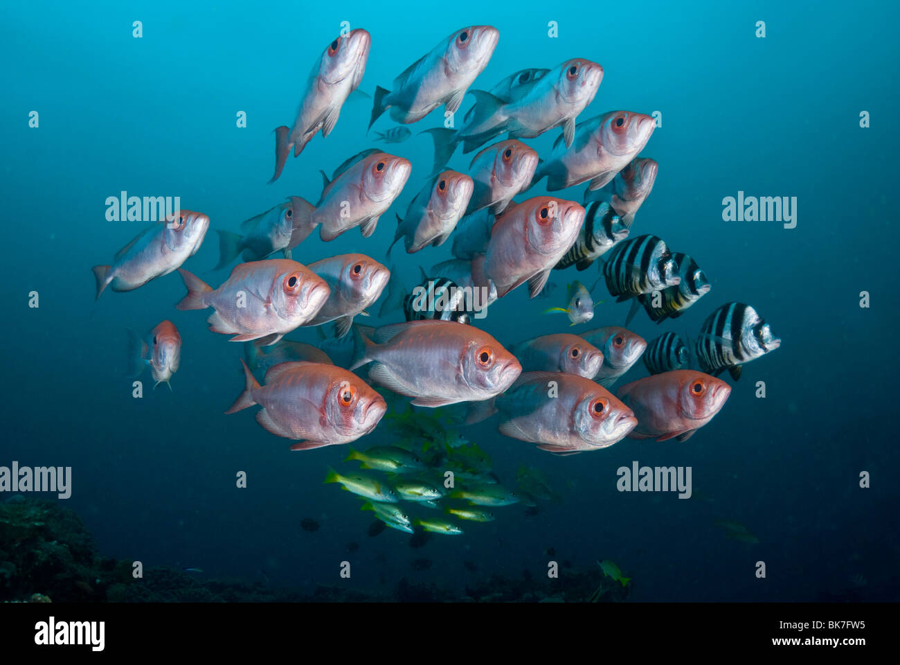 School of big eye snappers, South Africa, Indian Ocea Stock Photo - Alamy