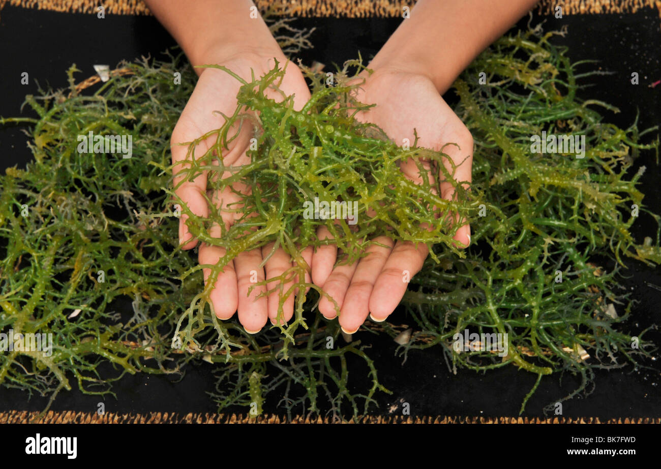 Seaweed hi-res stock photography and images - Alamy