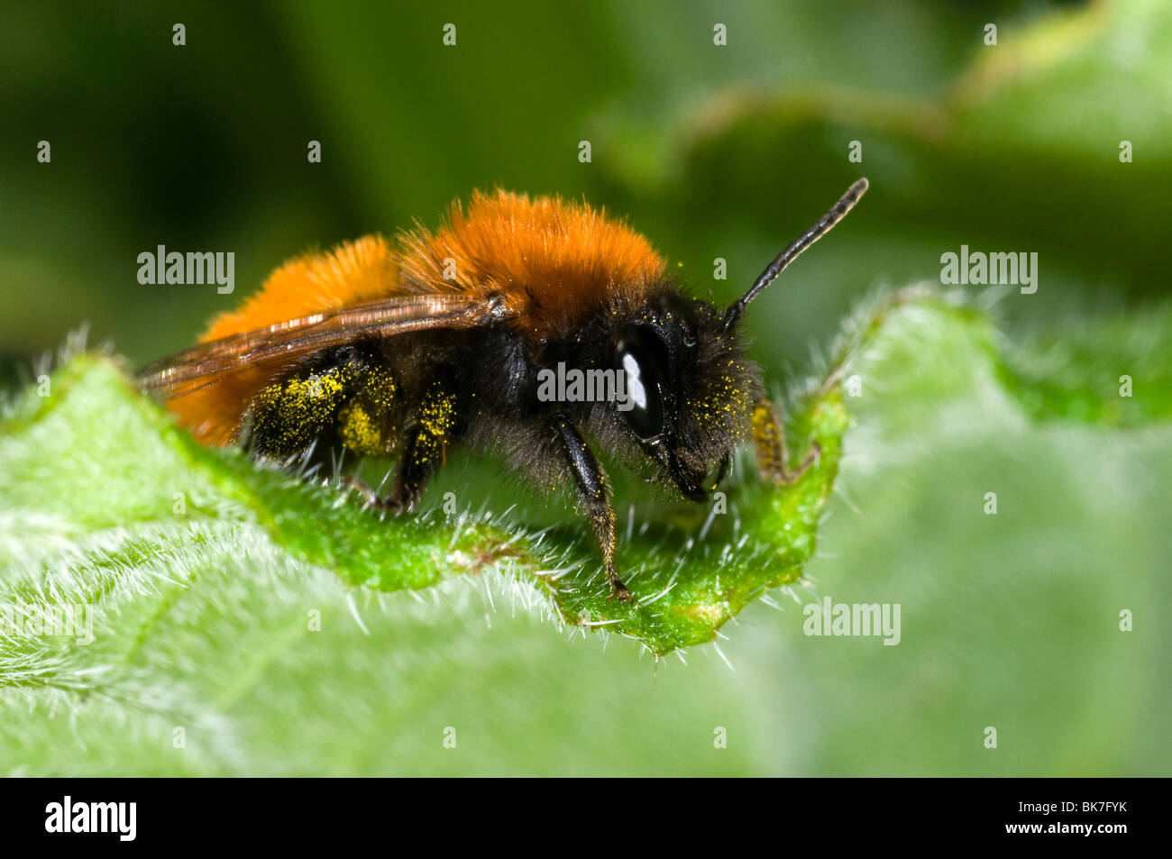 Andrena fulva – the tawny mining bee, female on leaf with pollen ...