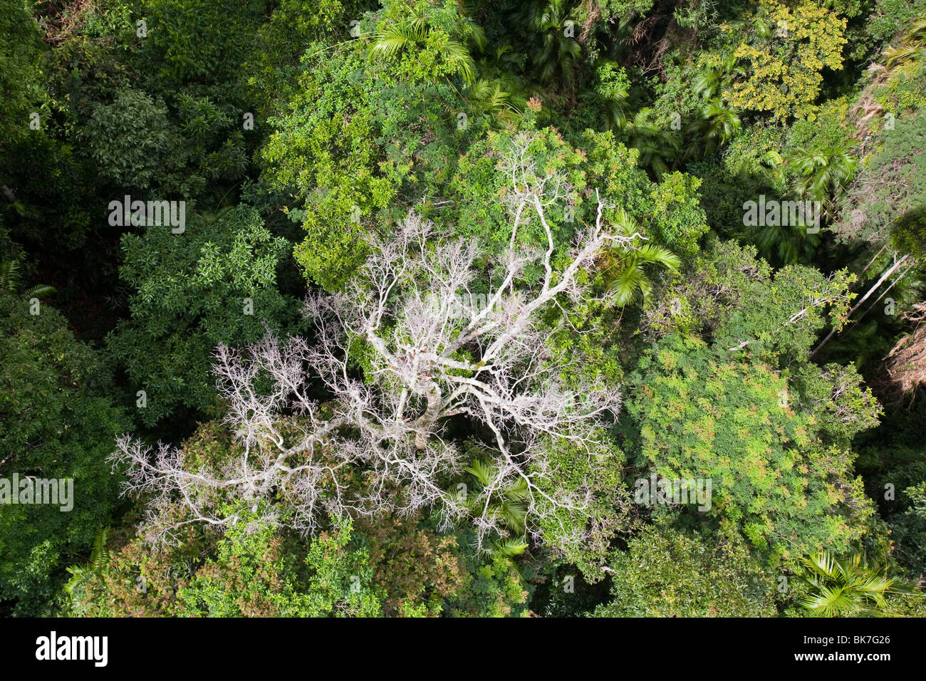 The canopy of the Daintree Rainforest in Queensland, Australia Stock ...