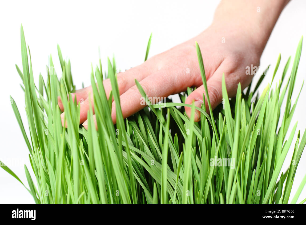 Blade of corn hi-res stock photography and images - Alamy