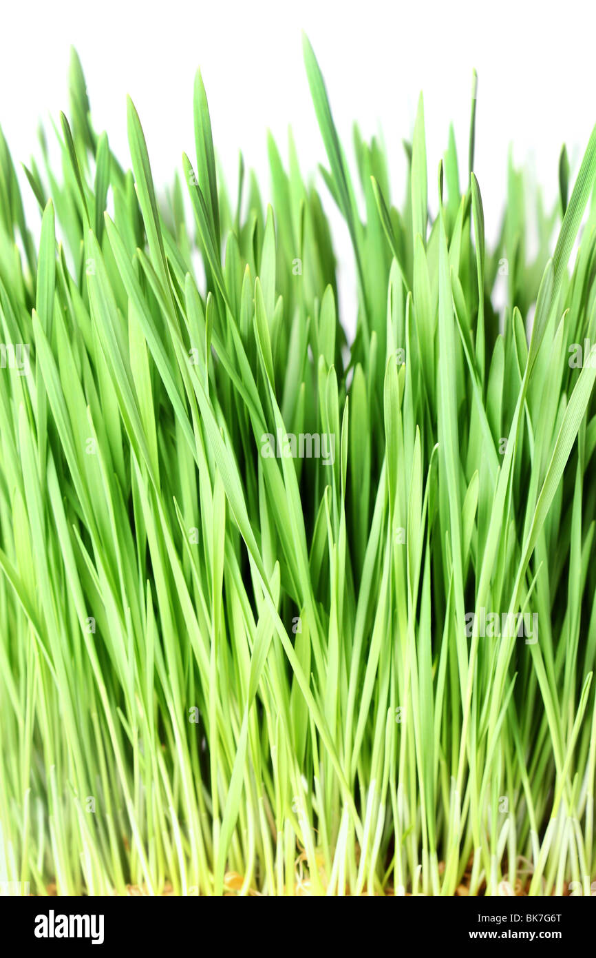 abstract green grass isolated on white background Stock Photo - Alamy