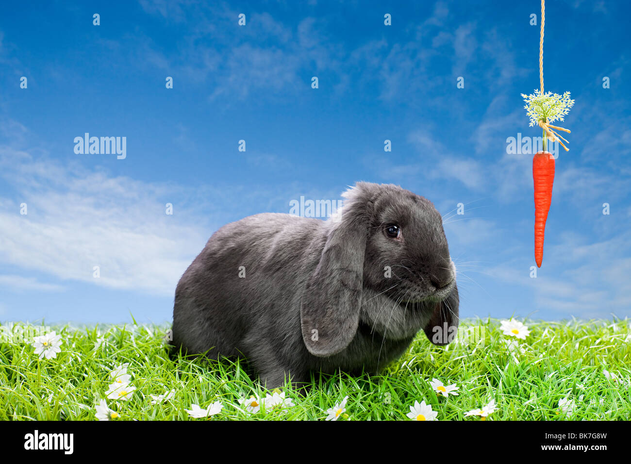 Hanging rabbit hi-res stock photography and images - Alamy