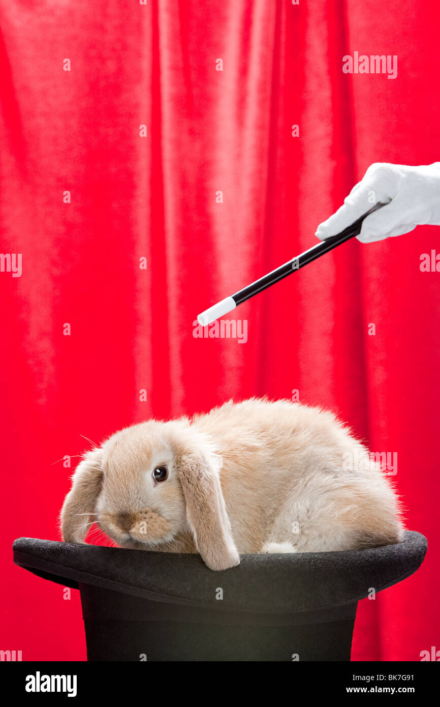 Rabbit in top hat with and magician with wand Stock Photo - Alamy