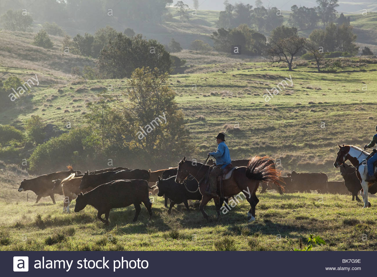Cattle Roundup Stock Photos & Cattle Roundup Stock Images - Alamy