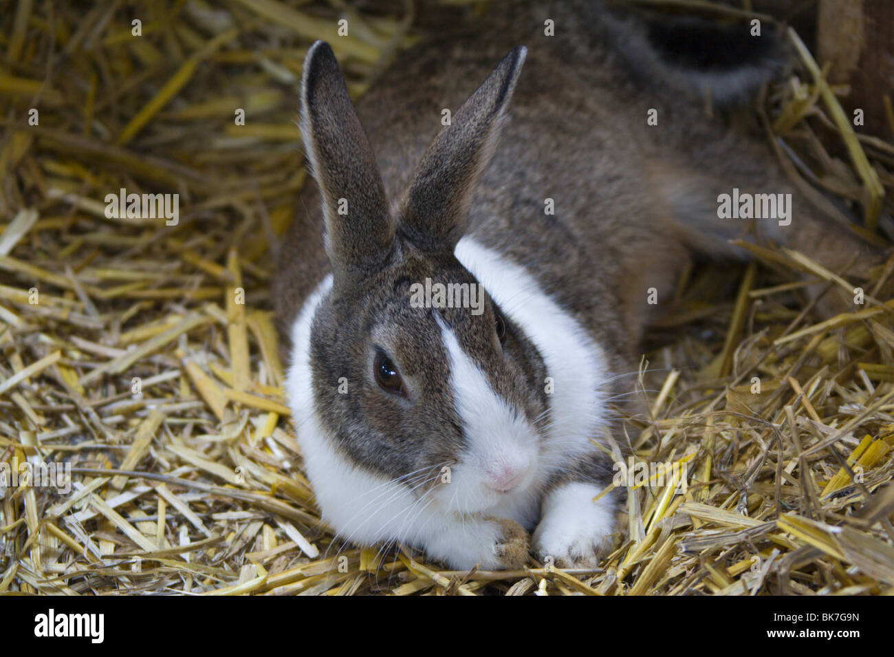 Sussex rabbit hi-res stock photography and images - Alamy