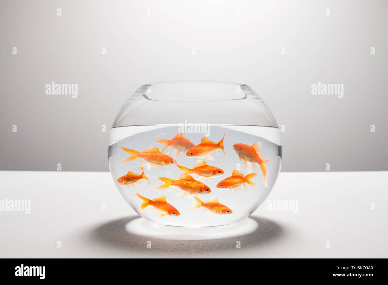 The goldfish bowl hi-res stock photography and images - Alamy