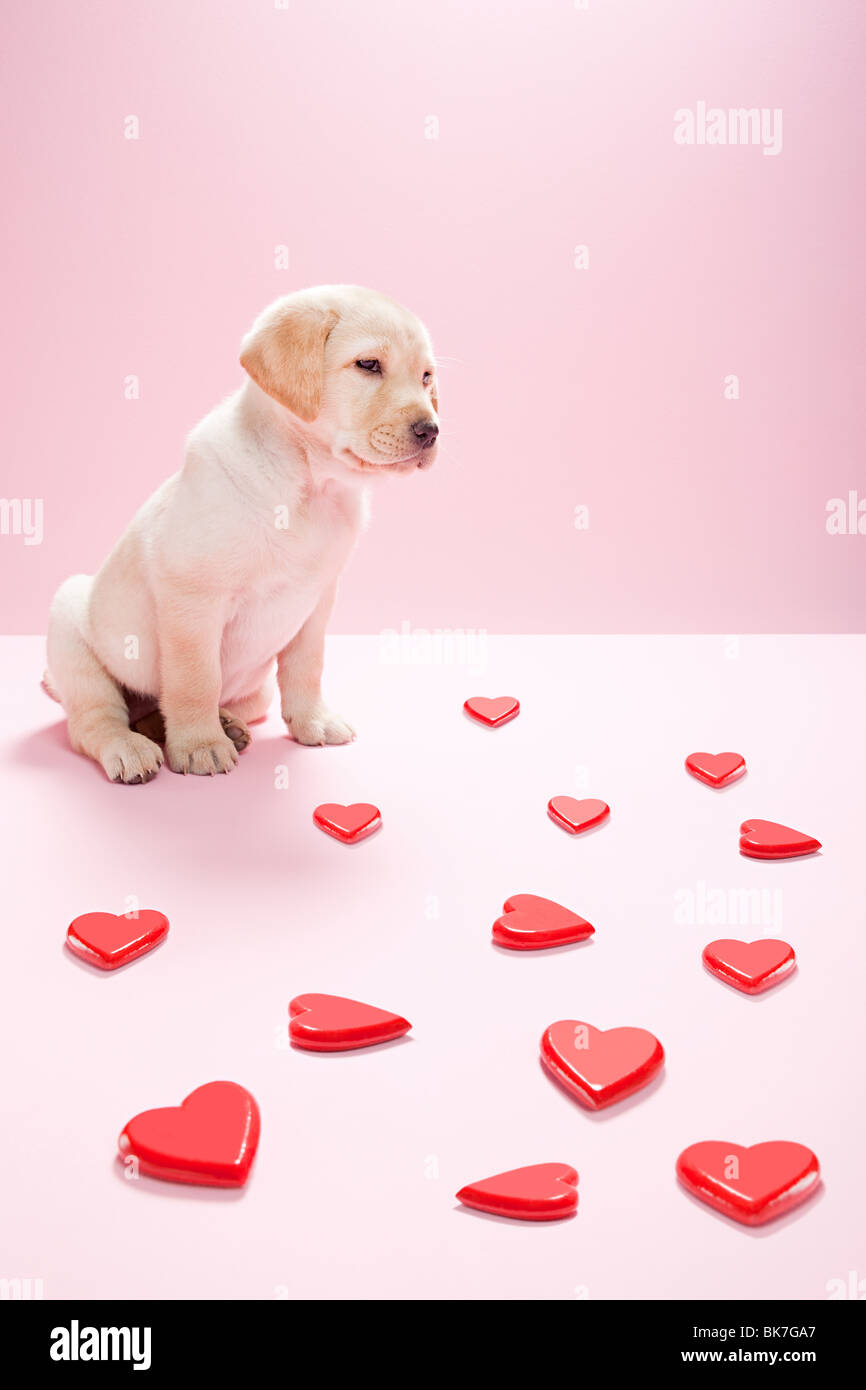 Labrador retriever shape hi-res stock photography and images - Alamy