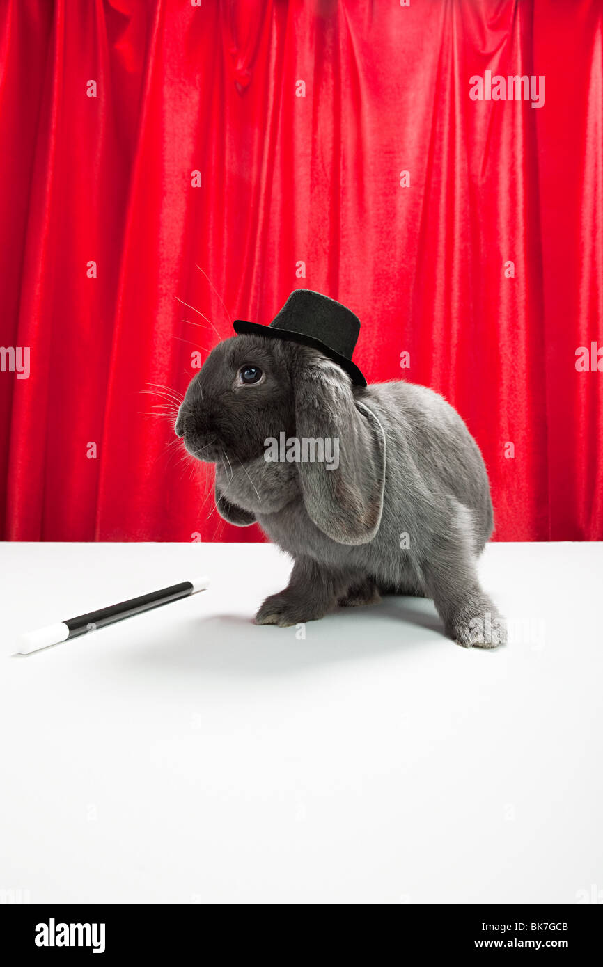 Rabbit wearing top hat hi-res stock photography and images - Alamy