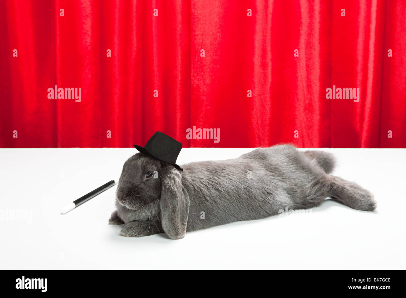 Rabbit wearing top hat hi-res stock photography and images - Alamy