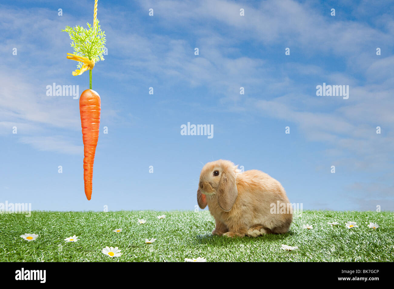 Dangling a carrot hi-res stock photography and images - Alamy