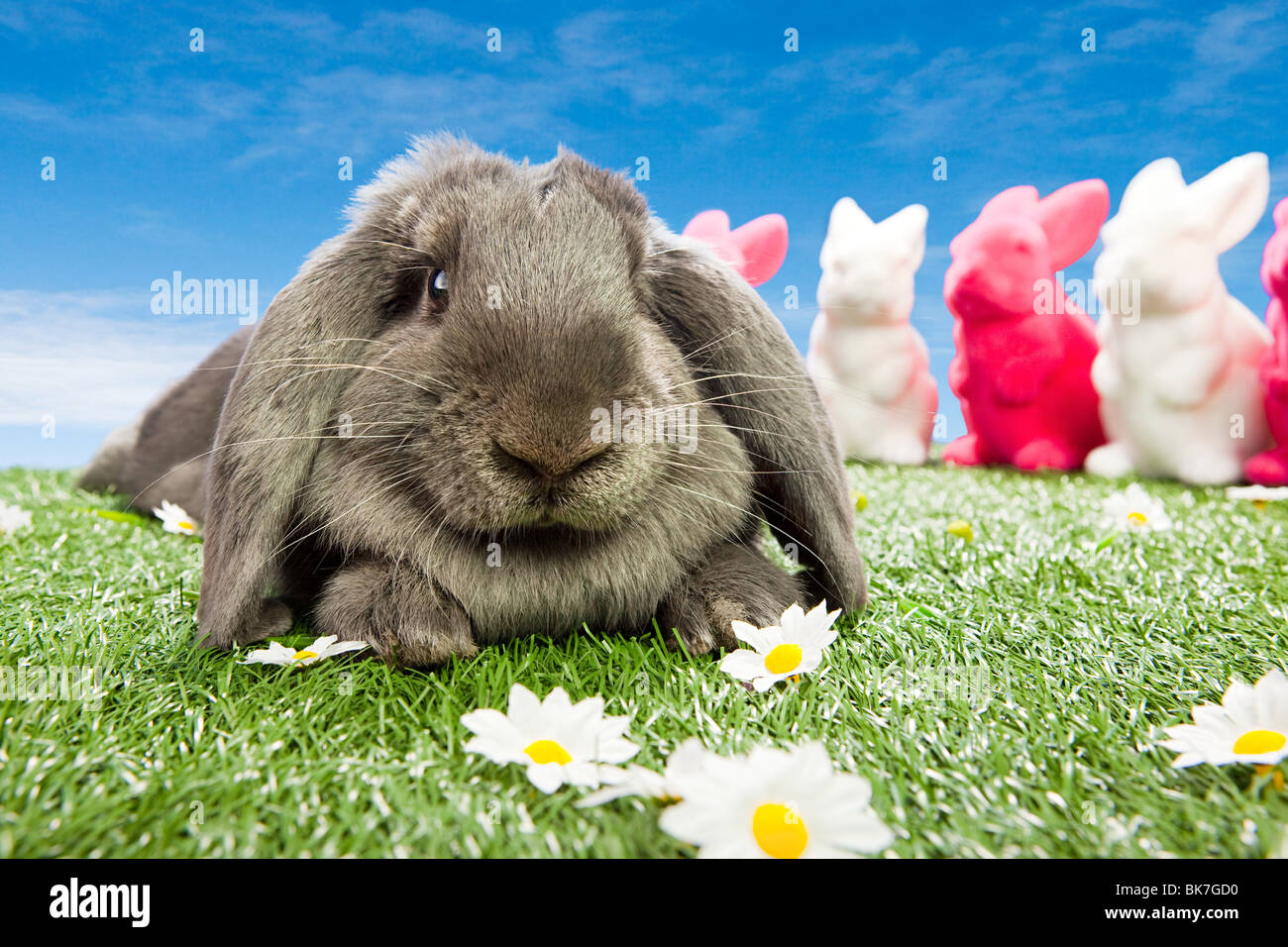 Rabbit Season High Resolution Stock Photography and Images - Alamy