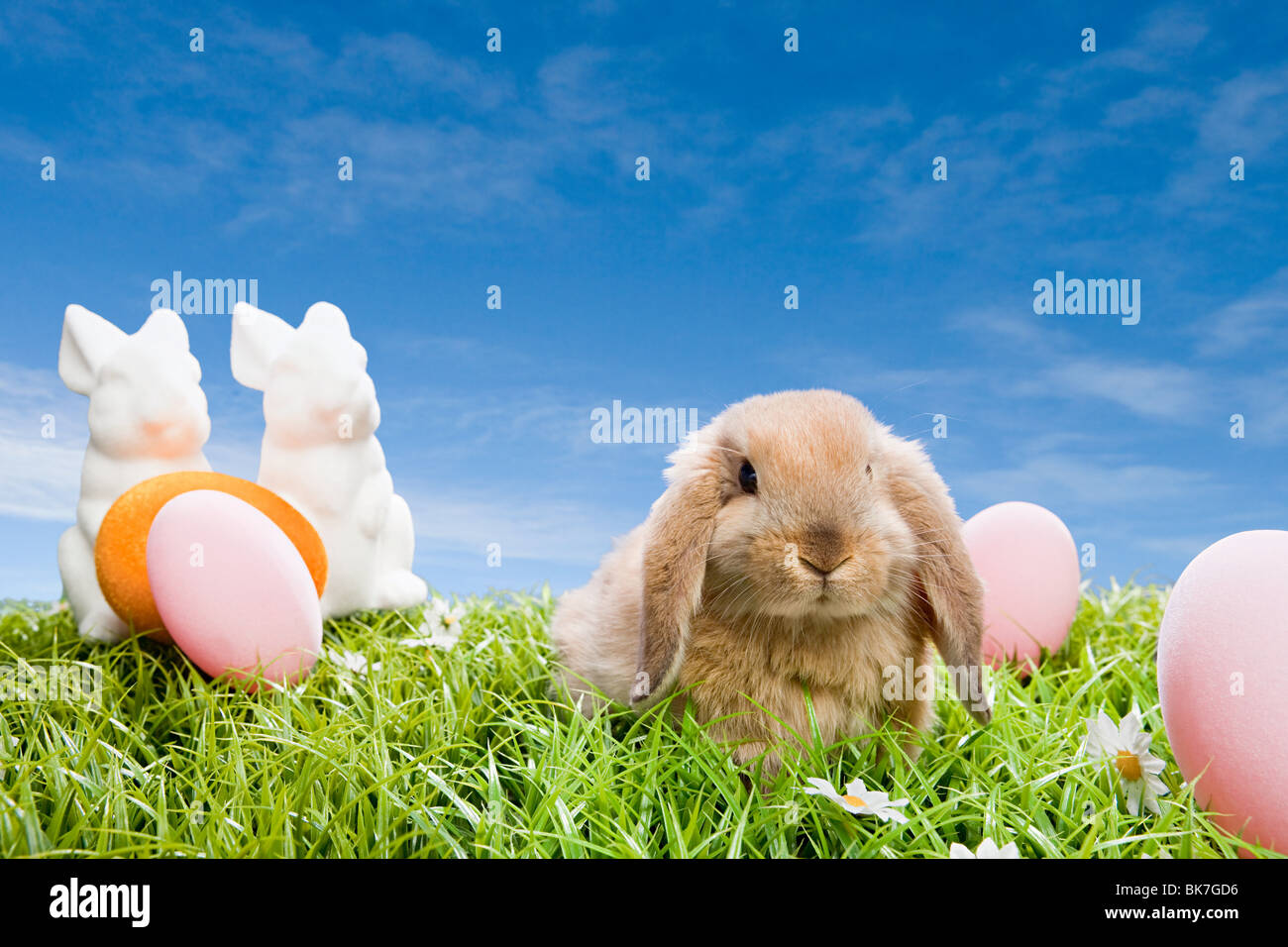 Easter Rabbit Stock Photos & Easter Rabbit Stock Images - Alamy