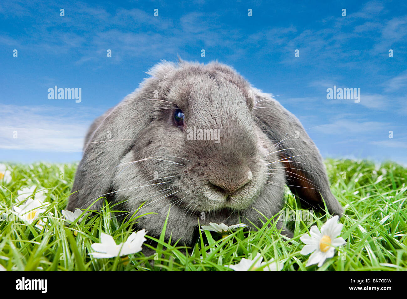 Cloud rabbit hi-res stock photography and images - Alamy