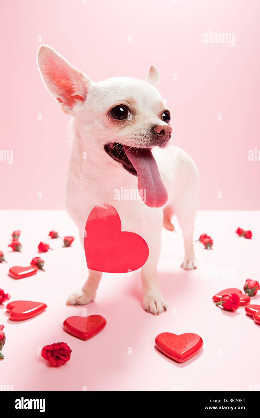 Chihuahua stand hi-res stock photography and images - Alamy