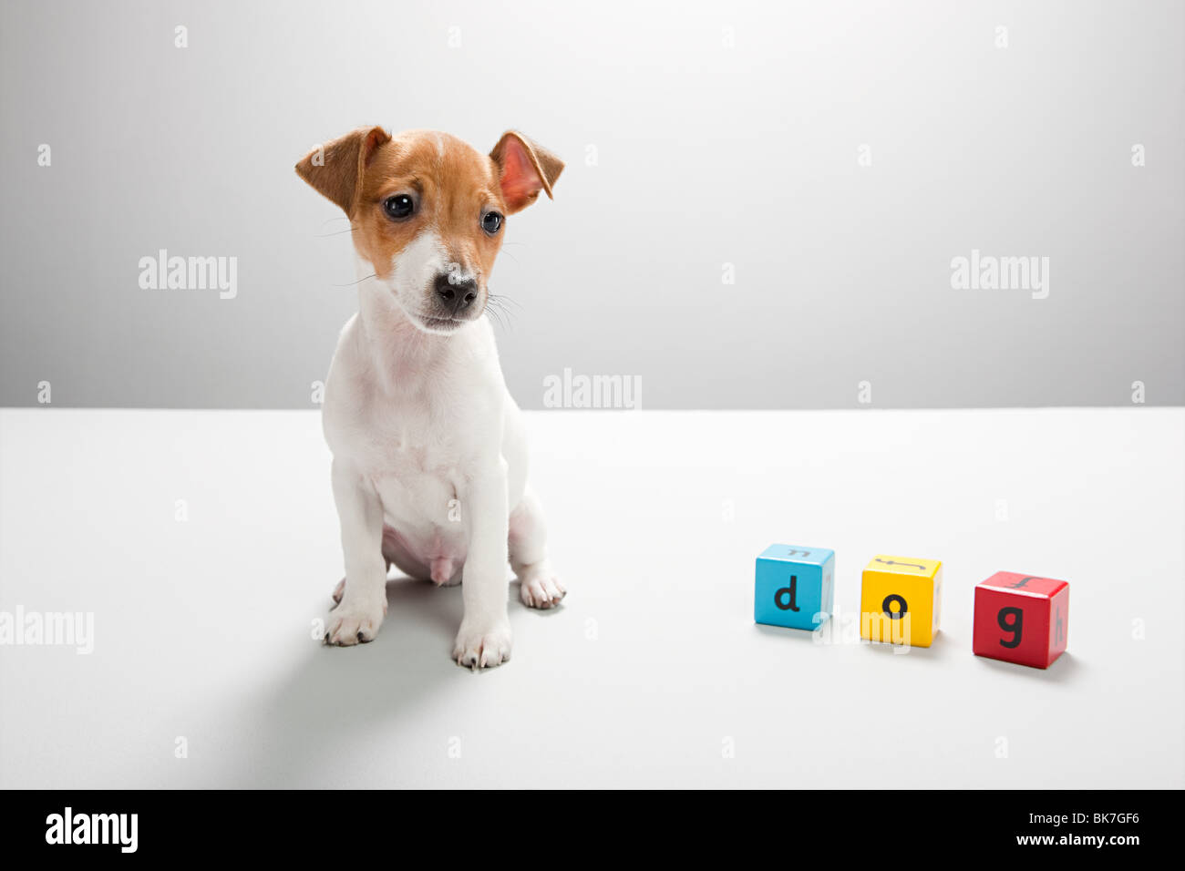 Can Dogs Understand Spelling