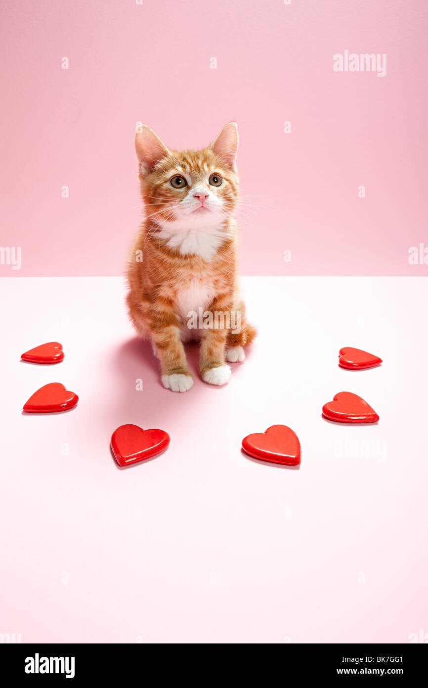 Kitten heart hi-res stock photography and images - Alamy