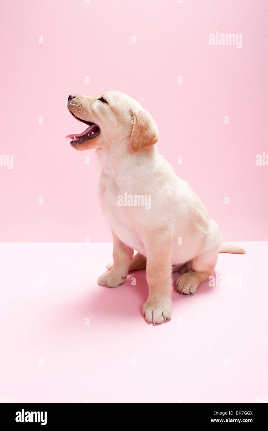Labrador Side View High Resolution Stock Photography and Images - Alamy