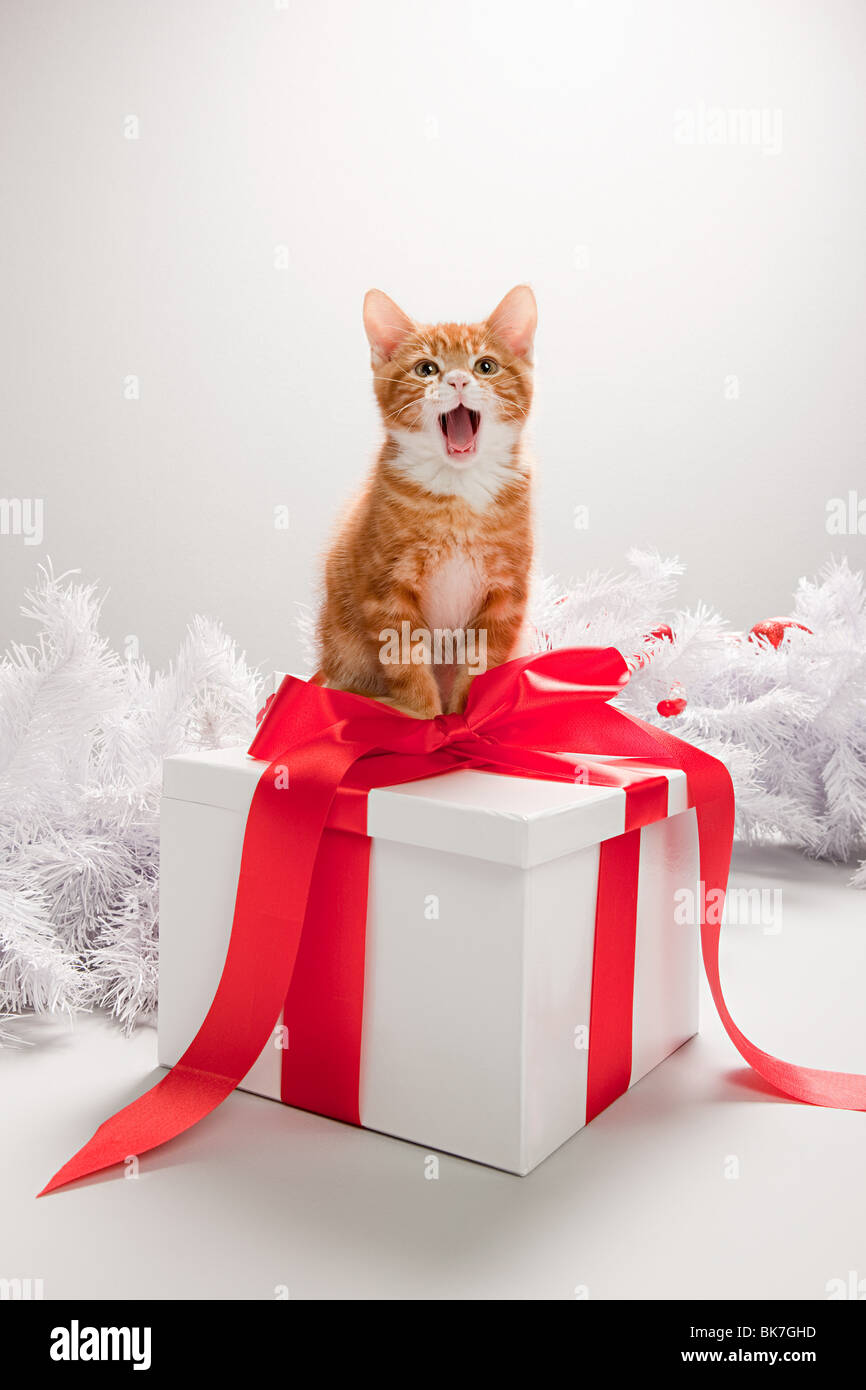 Kitten on a hi-res stock photography and images - Alamy