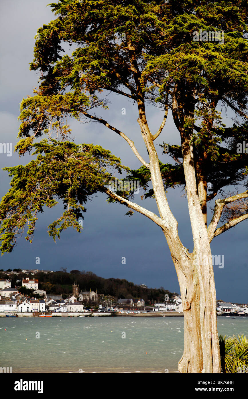 An ancient cedar tree in brilliant sunlight with a coastal view behind ...