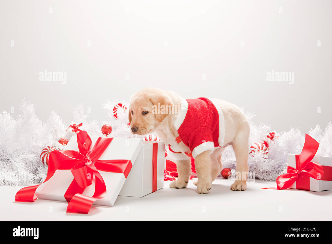 Puppy In Box High Resolution Stock Photography and Images - Alamy