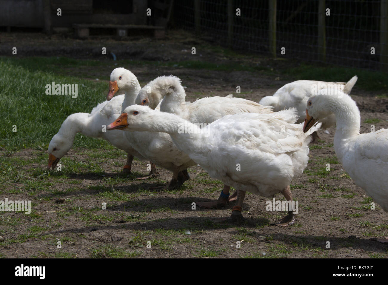 Goose and gander hi-res stock photography and images - Alamy