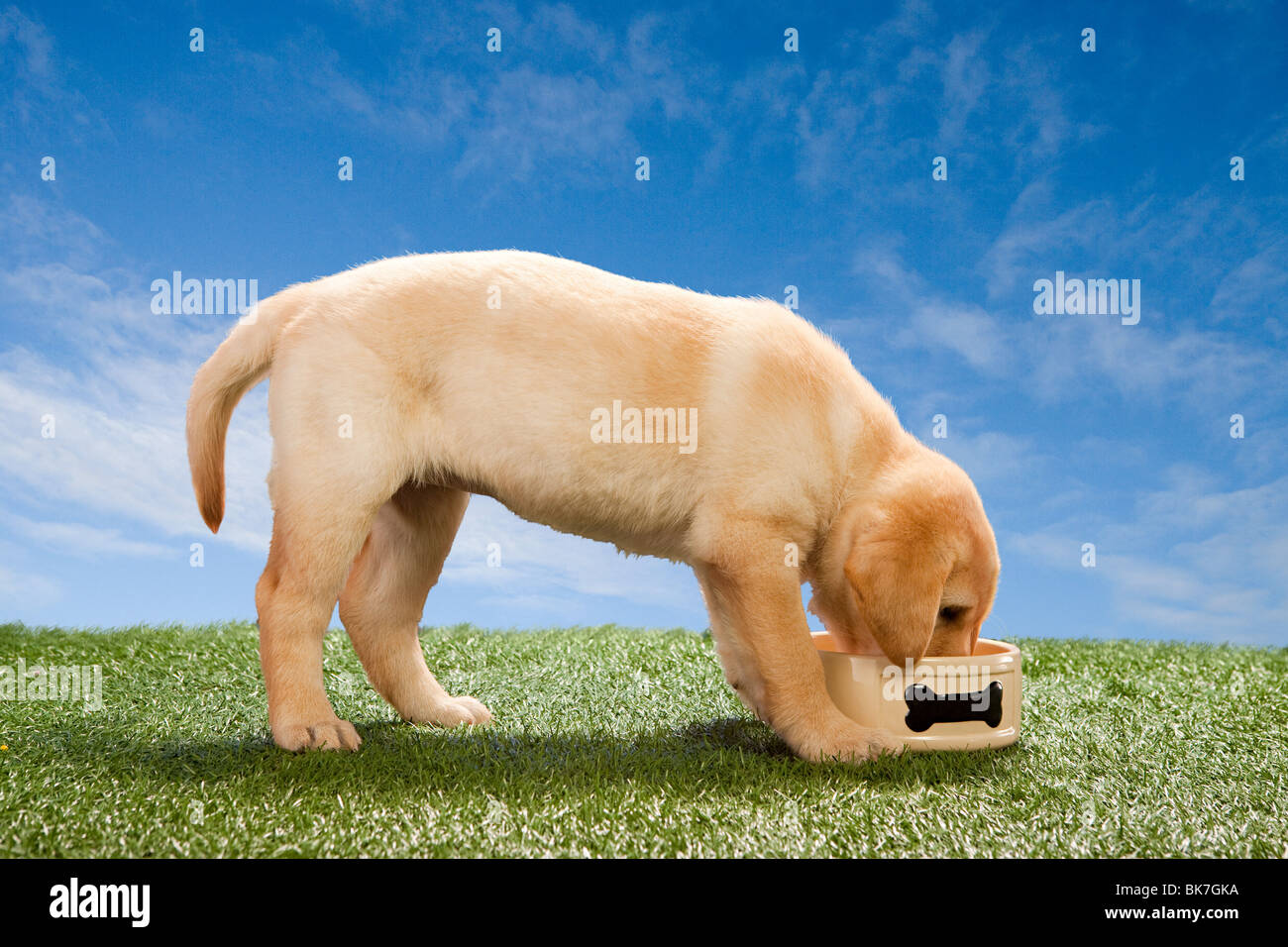 Labrador puppy eating from dog bowl Stock Photo - Alamy