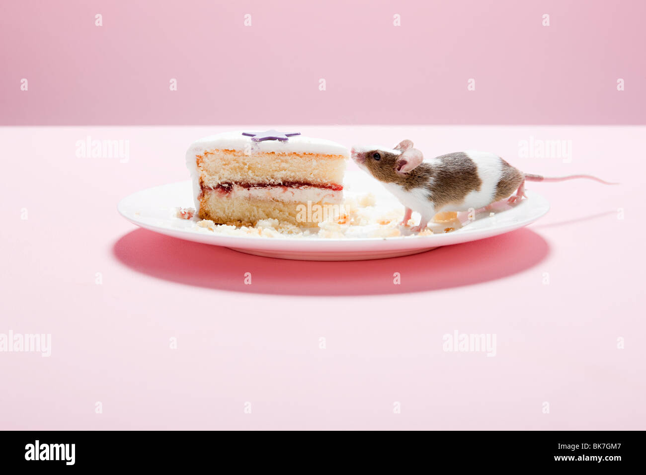 Gathering mouse hi-res stock photography and images - Alamy