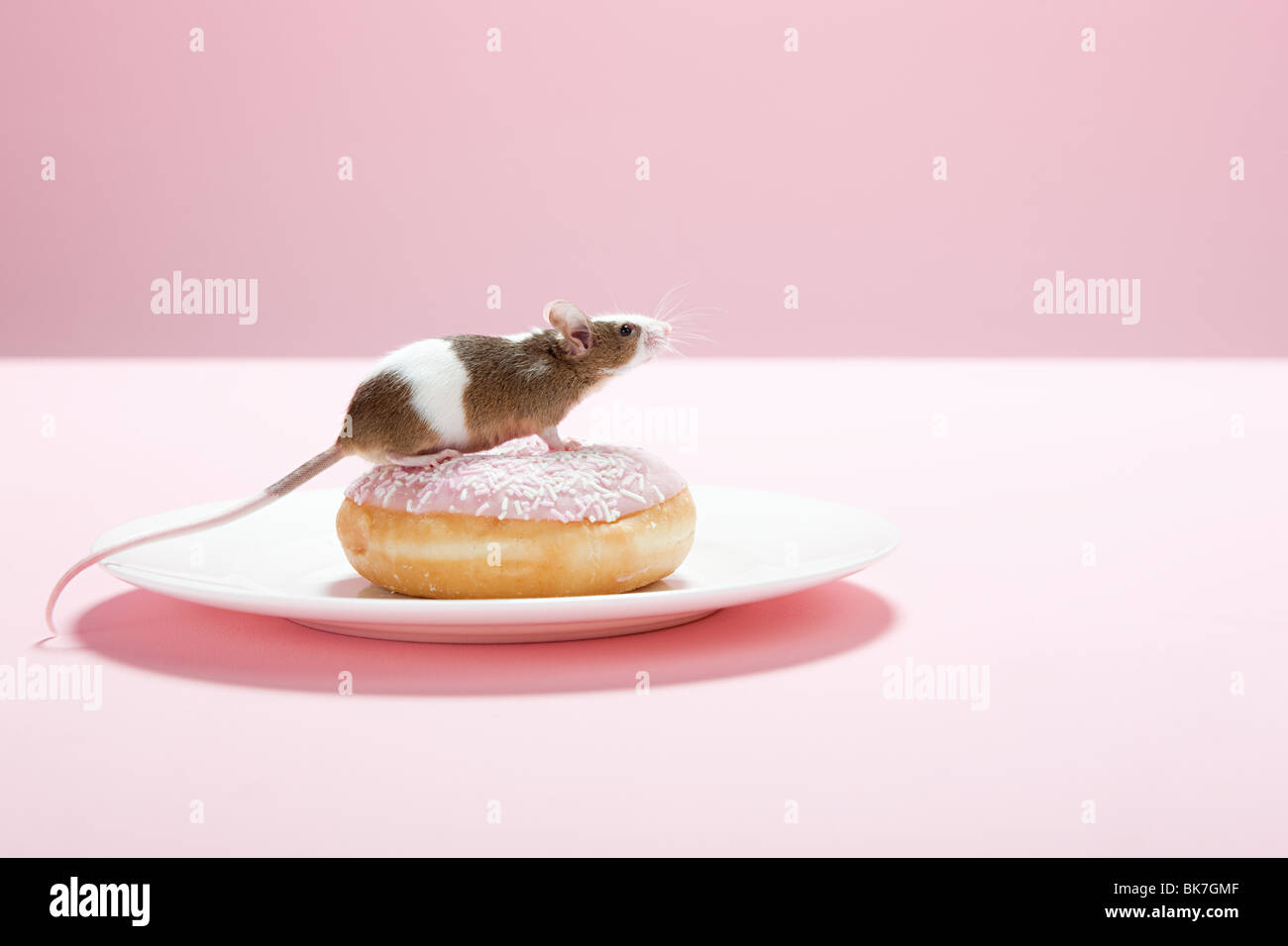 Mouse and doughnut on plate Stock Photo - Alamy