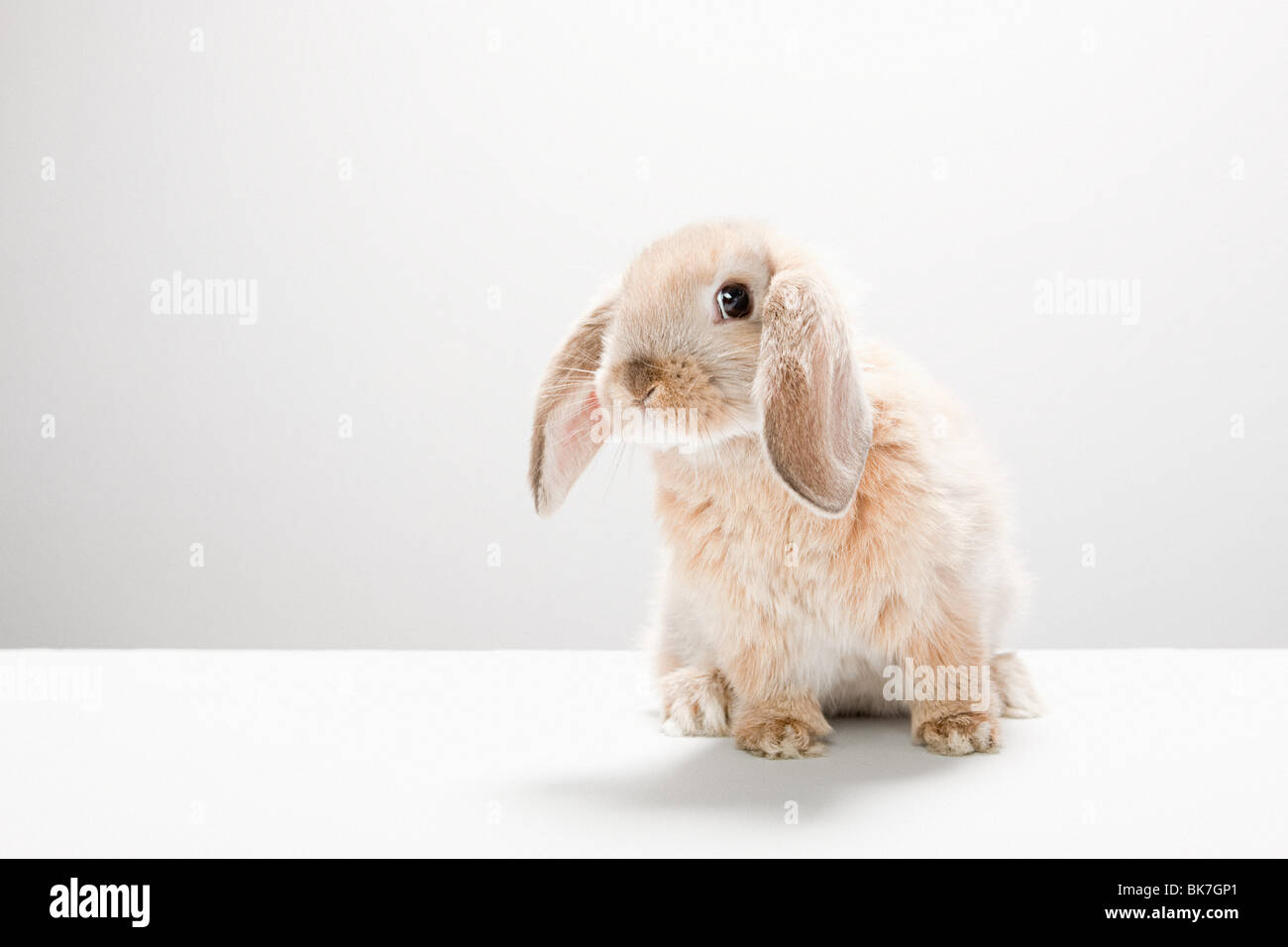 Rabbit portrait hi-res stock photography and images - Alamy