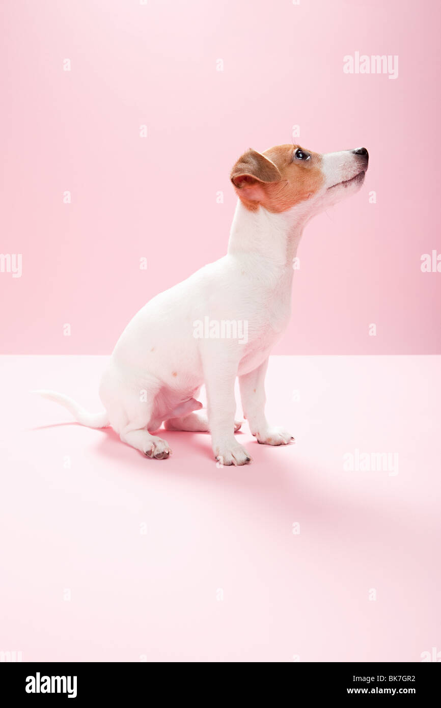 Side view jack russell terrier hi-res stock photography and images - Alamy
