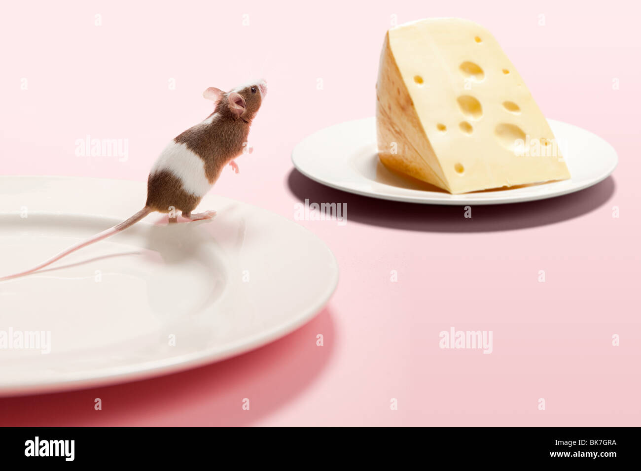 Pet food on plate hi-res stock photography and images - Alamy