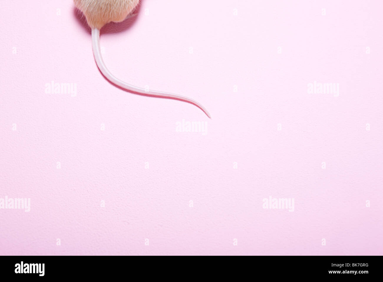 Tail crop hi-res stock photography and images - Alamy