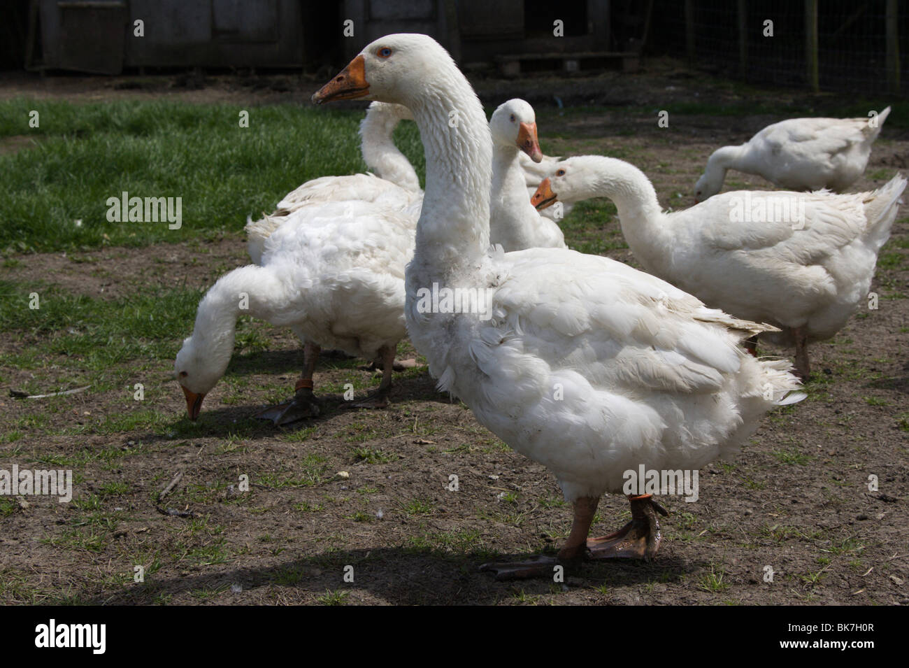 geese goose gander Stock Photo - Alamy