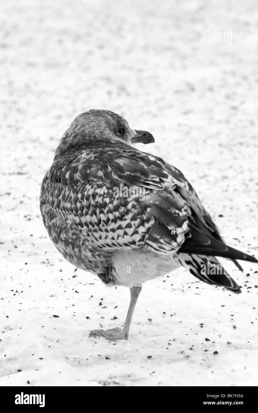 Black headed gull animal animals hi-res stock photography and images ...
