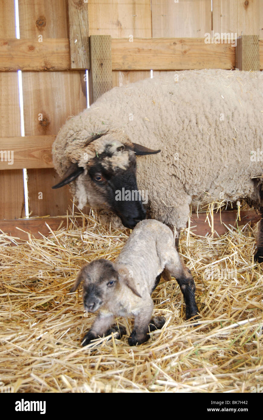 Lamb feet hi-res stock photography and images - Alamy
