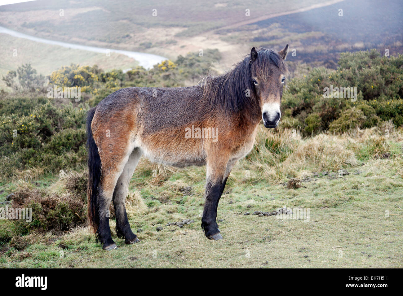 Exmoor ponies on a rainy, winter day Stock Photo - Alamy