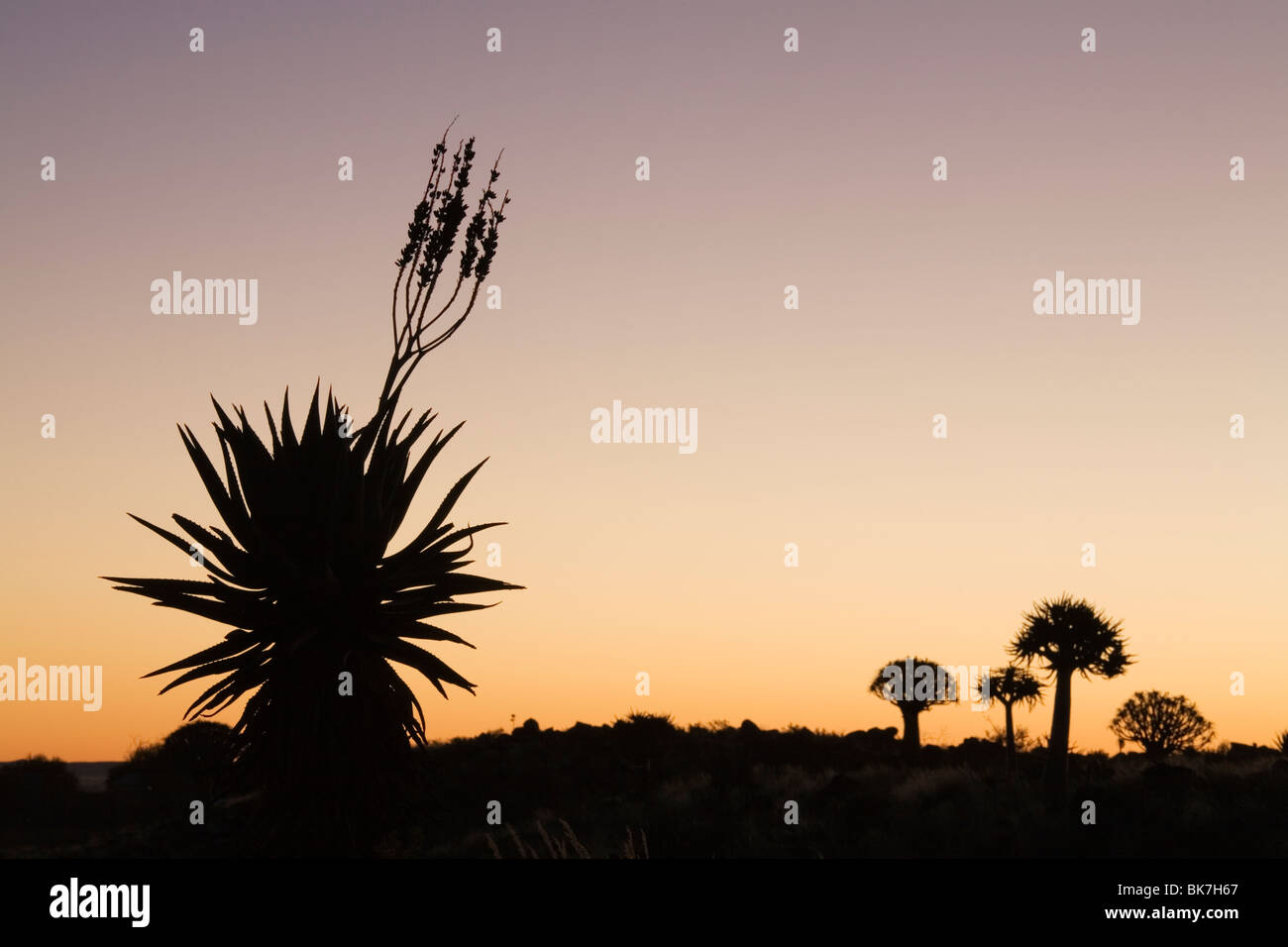 Quiver Tree Forest at sunset, Keetmanshoop, Namibia Stock Photo - Alamy