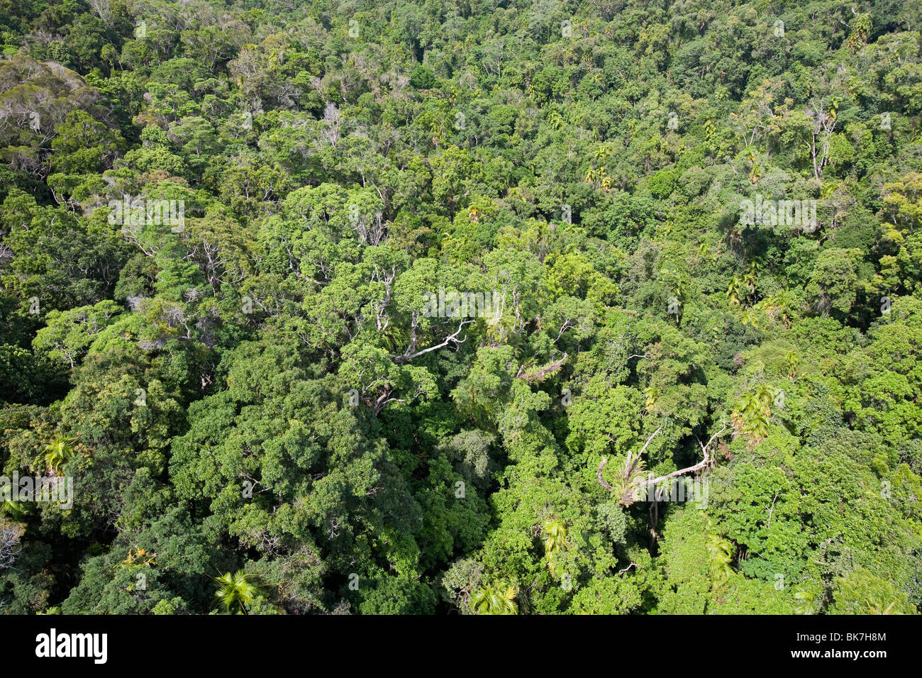 The canopy of the Daintree Rainforest in Queensland, Australia Stock ...