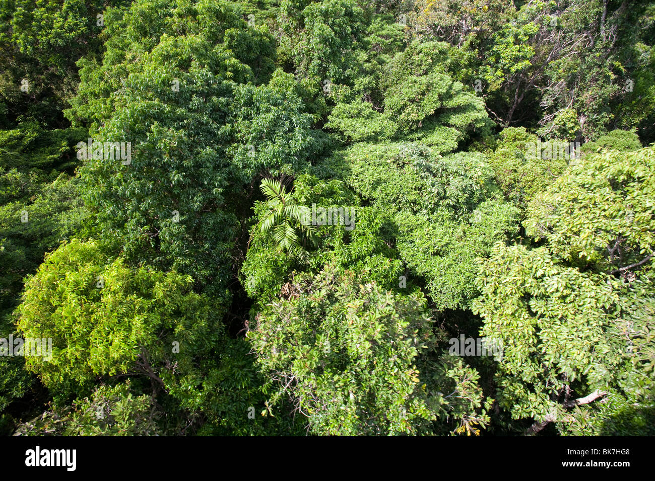 The canopy of the Daintree Rainforest in Queensland, Australia Stock ...