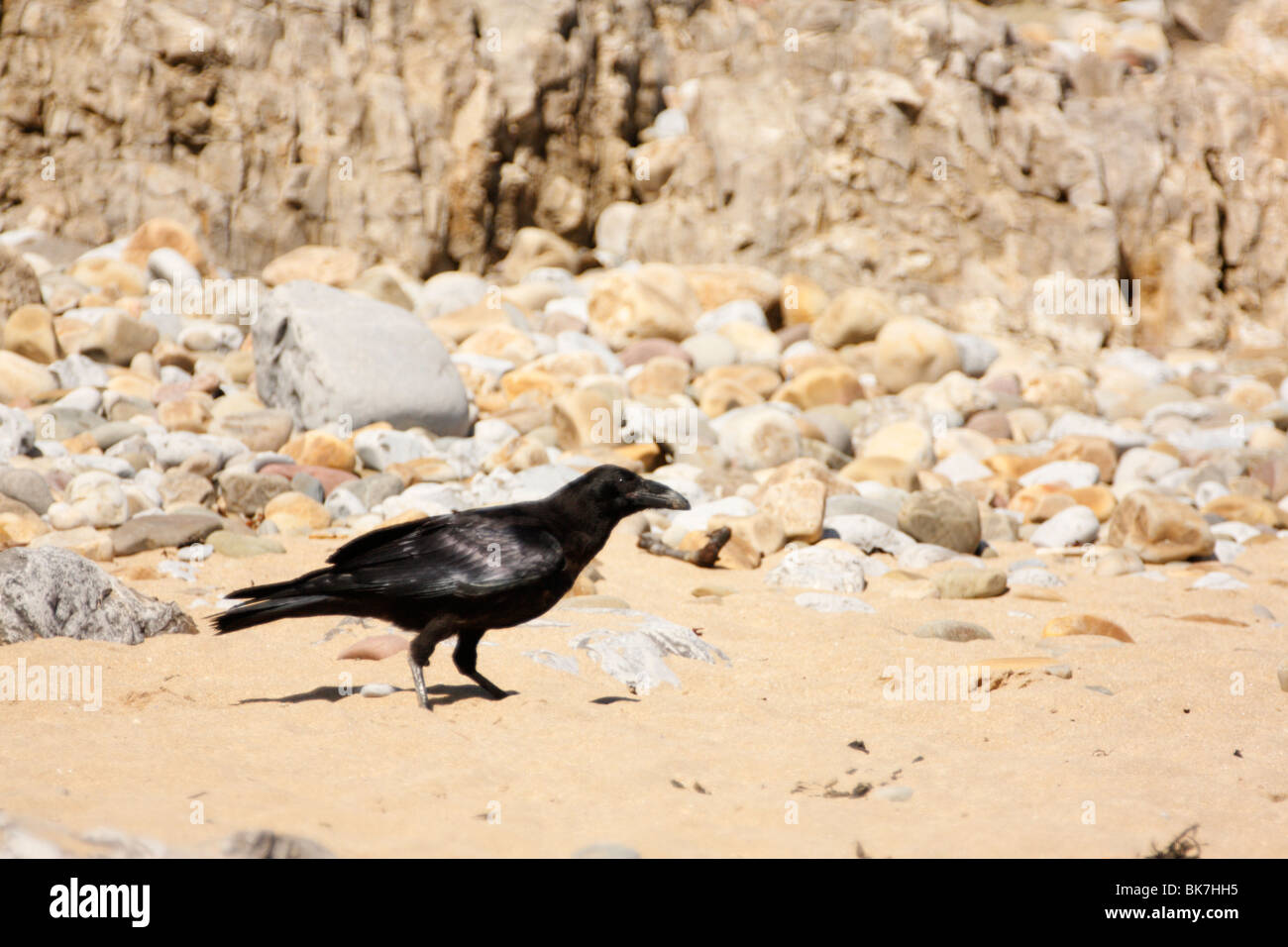 Raven at the beach hi-res stock photography and images - Alamy