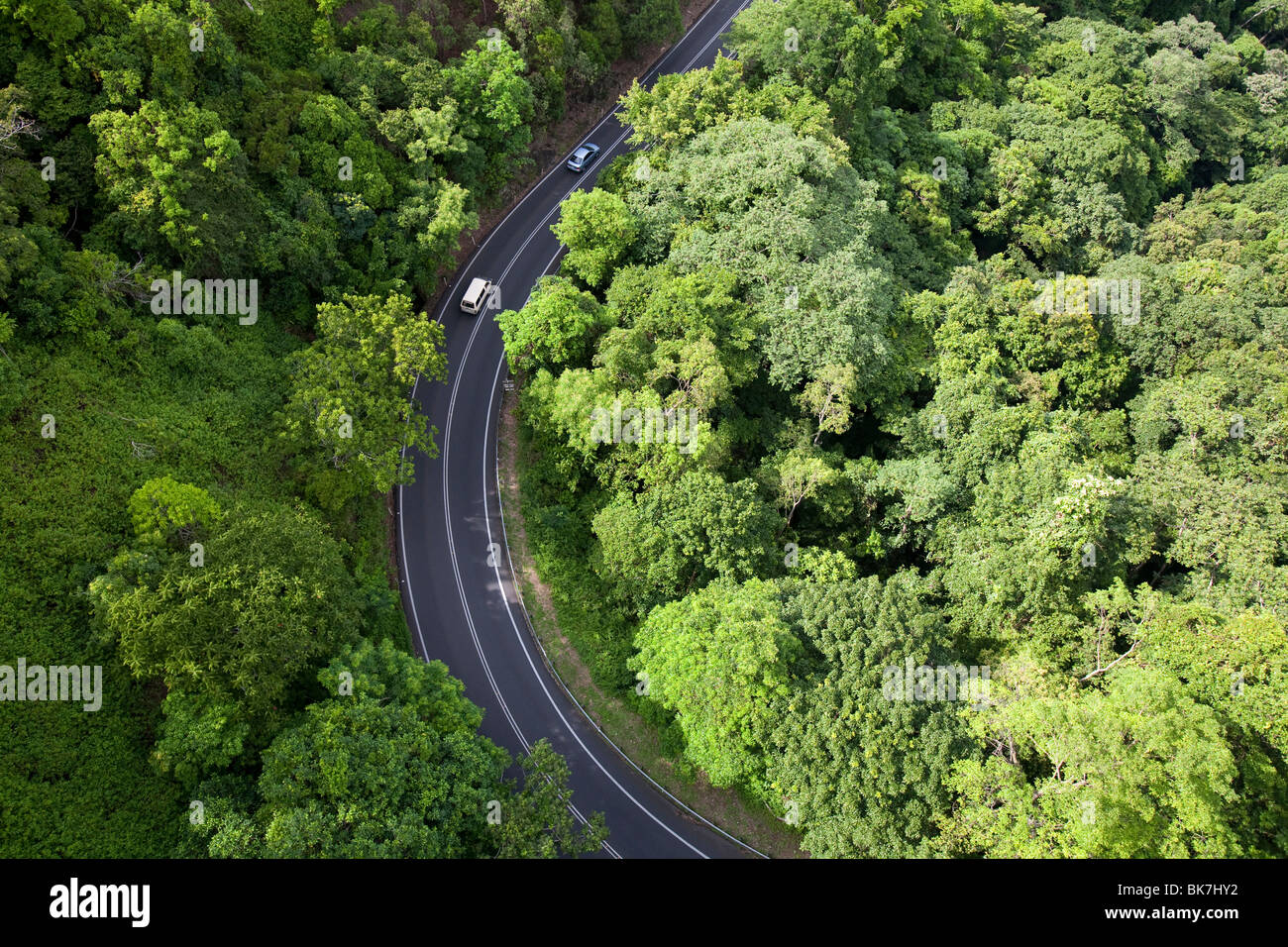 The canopy of the Daintree Rainforest in Queensland, Australia Stock ...