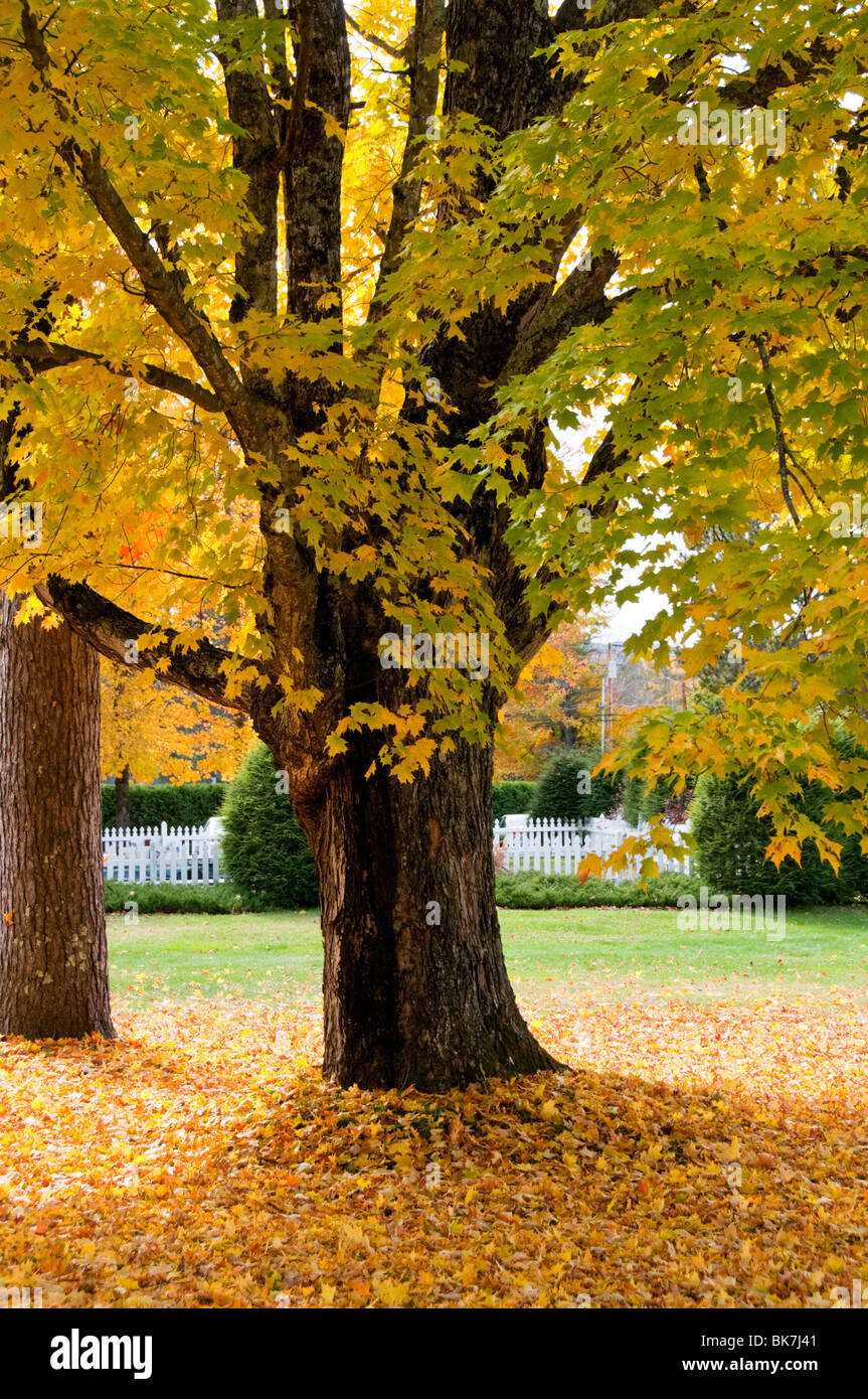 Autumn Foliage,Mount Washington,White Mountain National Forest,First ...