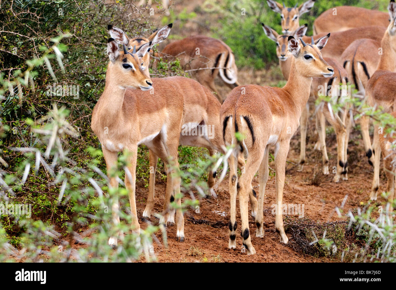 Group of male impalas hi-res stock photography and images - Alamy