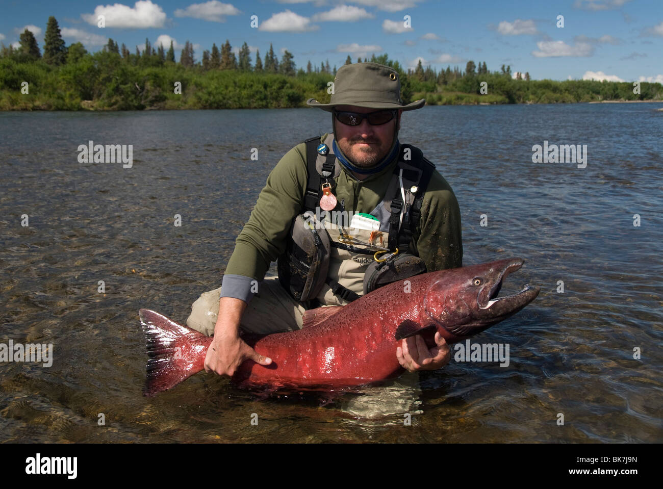 Chinook salmon up river hi-res stock photography and images - Alamy