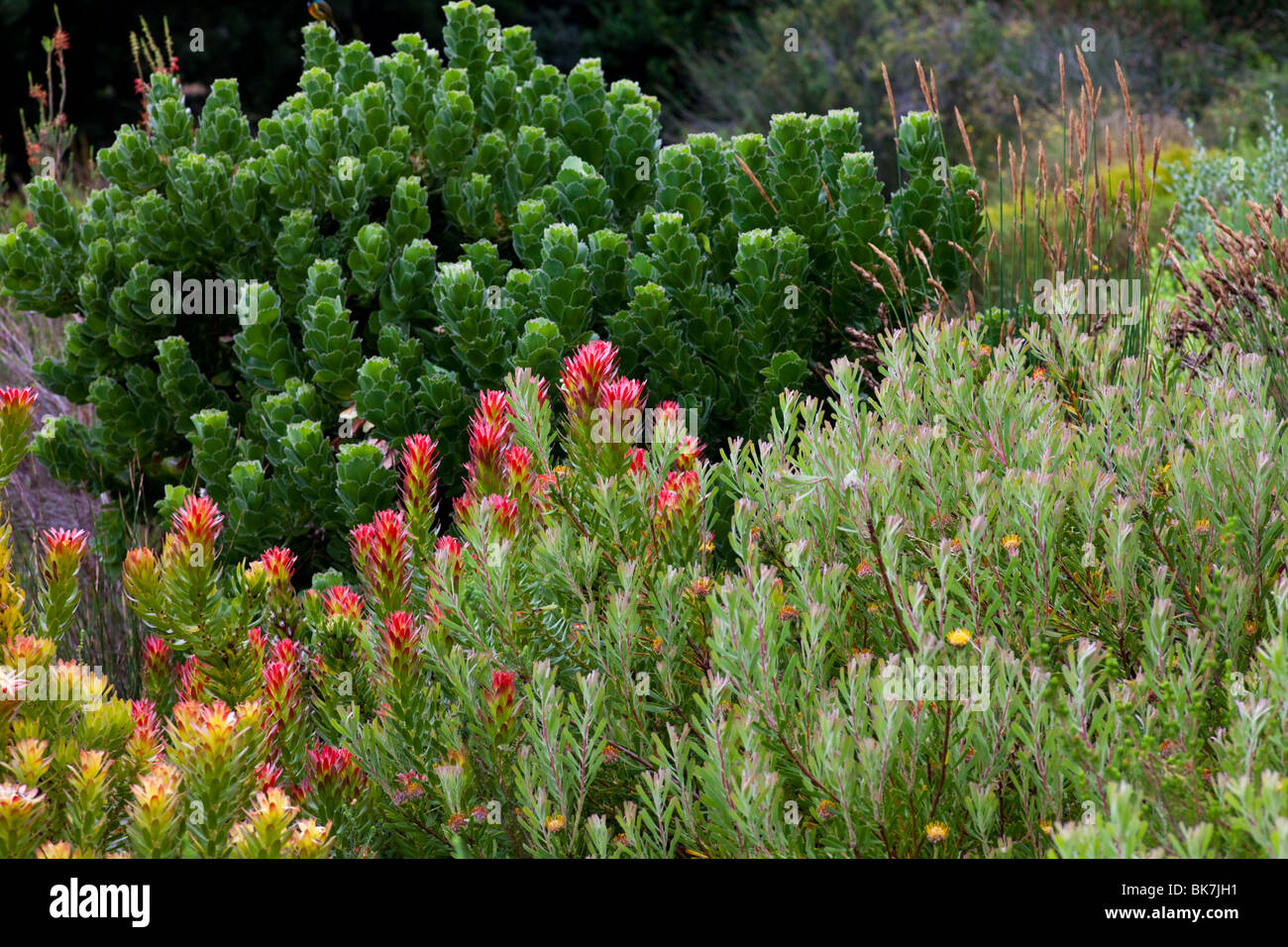 Protea plants in South Africa Stock Photo - Alamy