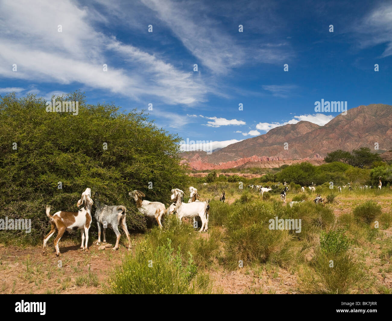 Group of goats hi-res stock photography and images - Alamy