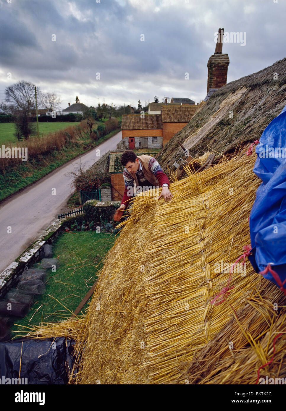 Thatching a cottage at Stoke St. Gregory, Somerset, England, United ...