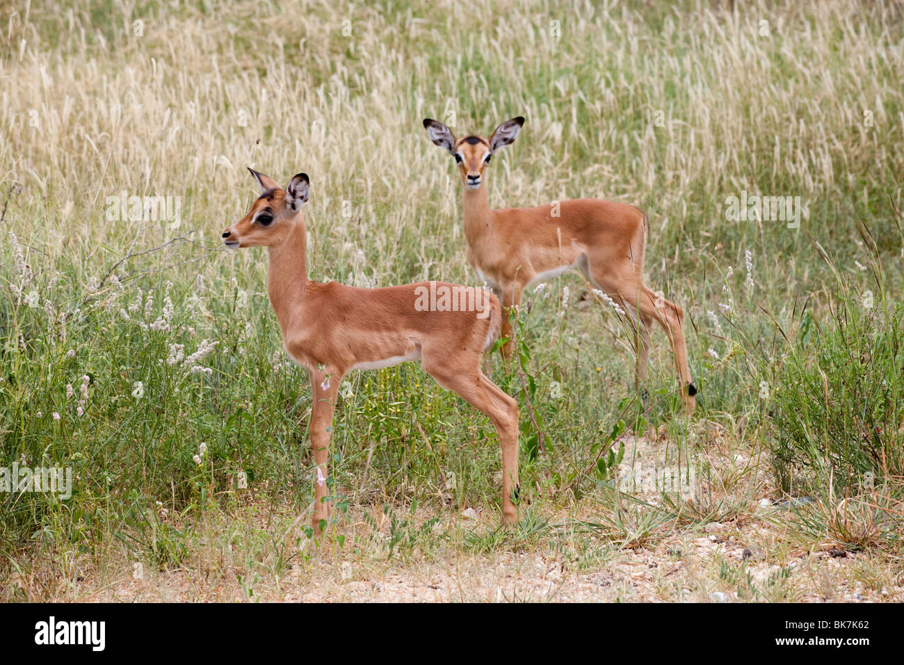 Two baby Impala antelopes in the African bush Stock Photo - Alamy